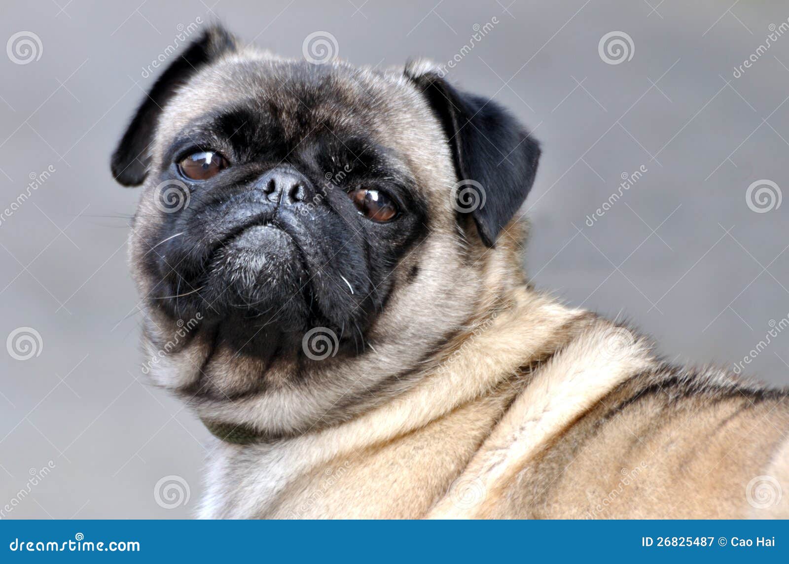 Un crabot de roquet image stock. Image du fourrure, animal - 26825487