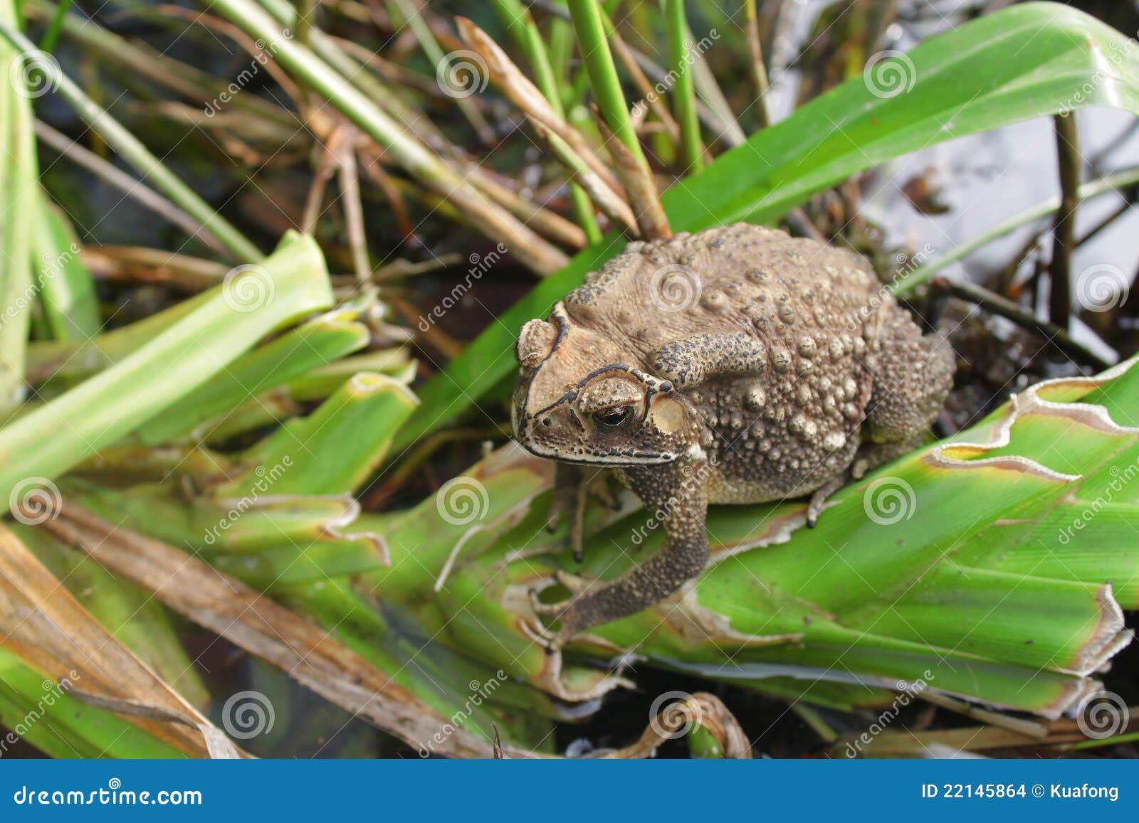 Un crapaud photo stock. Image du crapaud, regard, été - 22145864