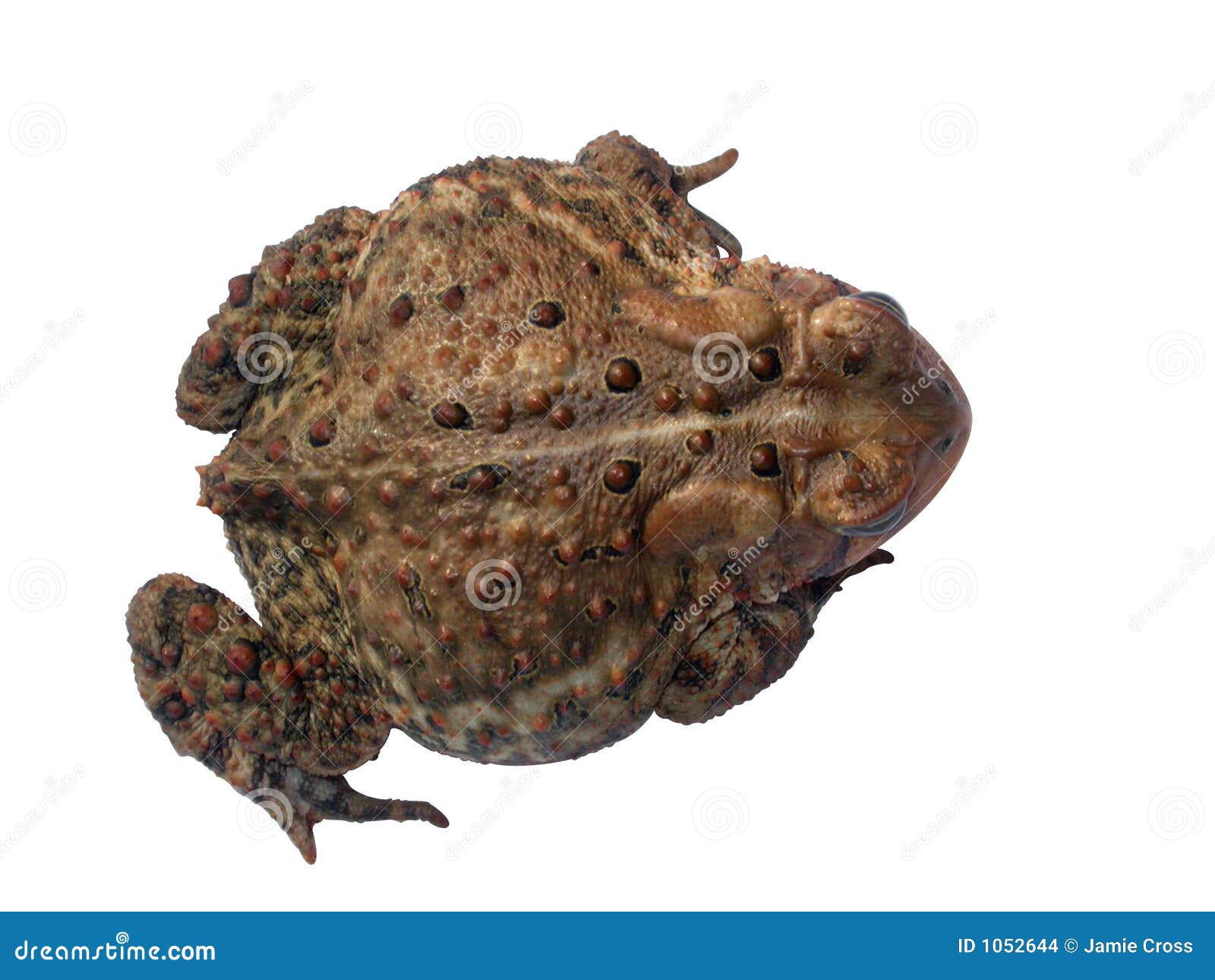 Un crapaud commun isloated photo stock. Image du individuel - 1052644