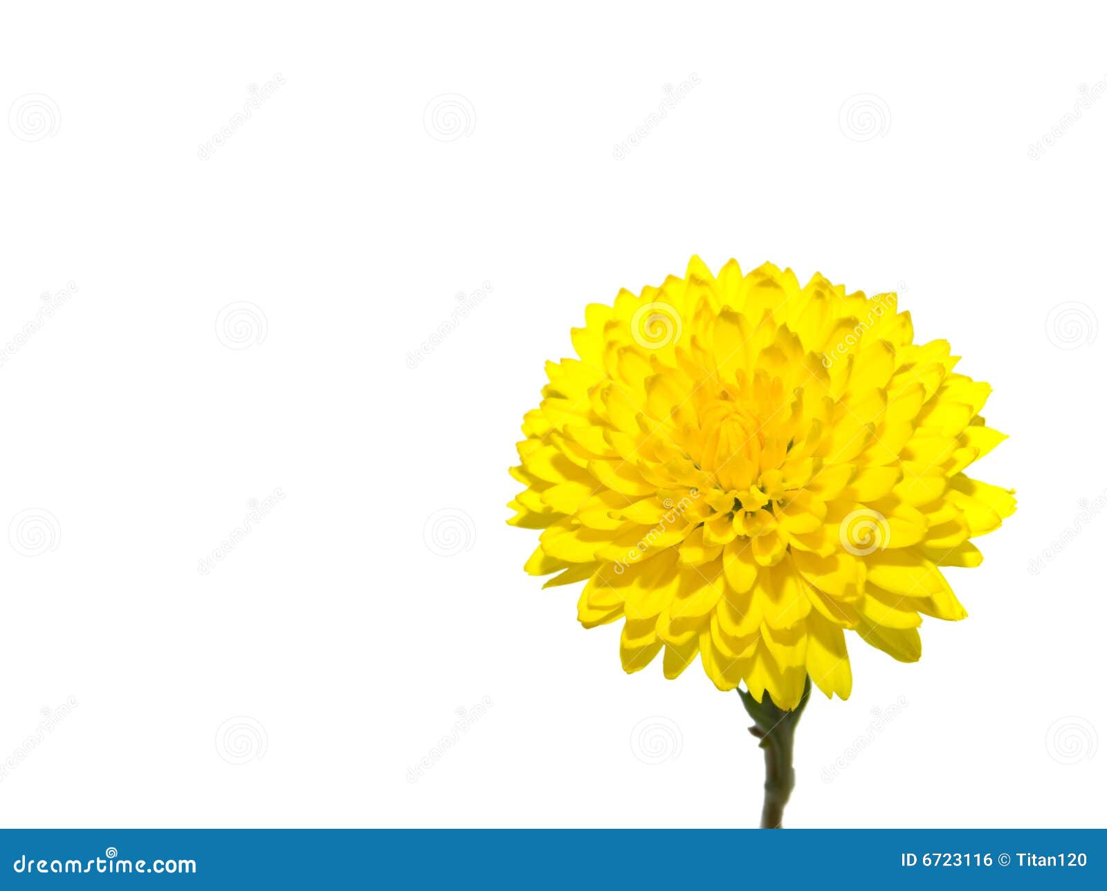 Un Crisantemo Amarillo Rico Foto de archivo - Imagen de crisantemo ...