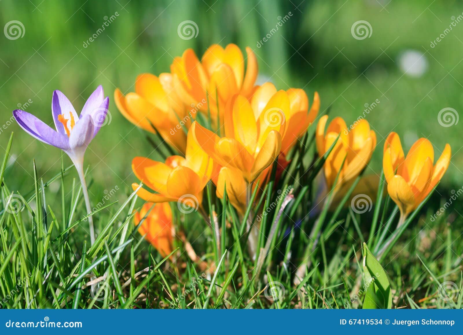 Un Crocus Violet Sur Le Crocus Jaune Photo stock - Image du nature ...