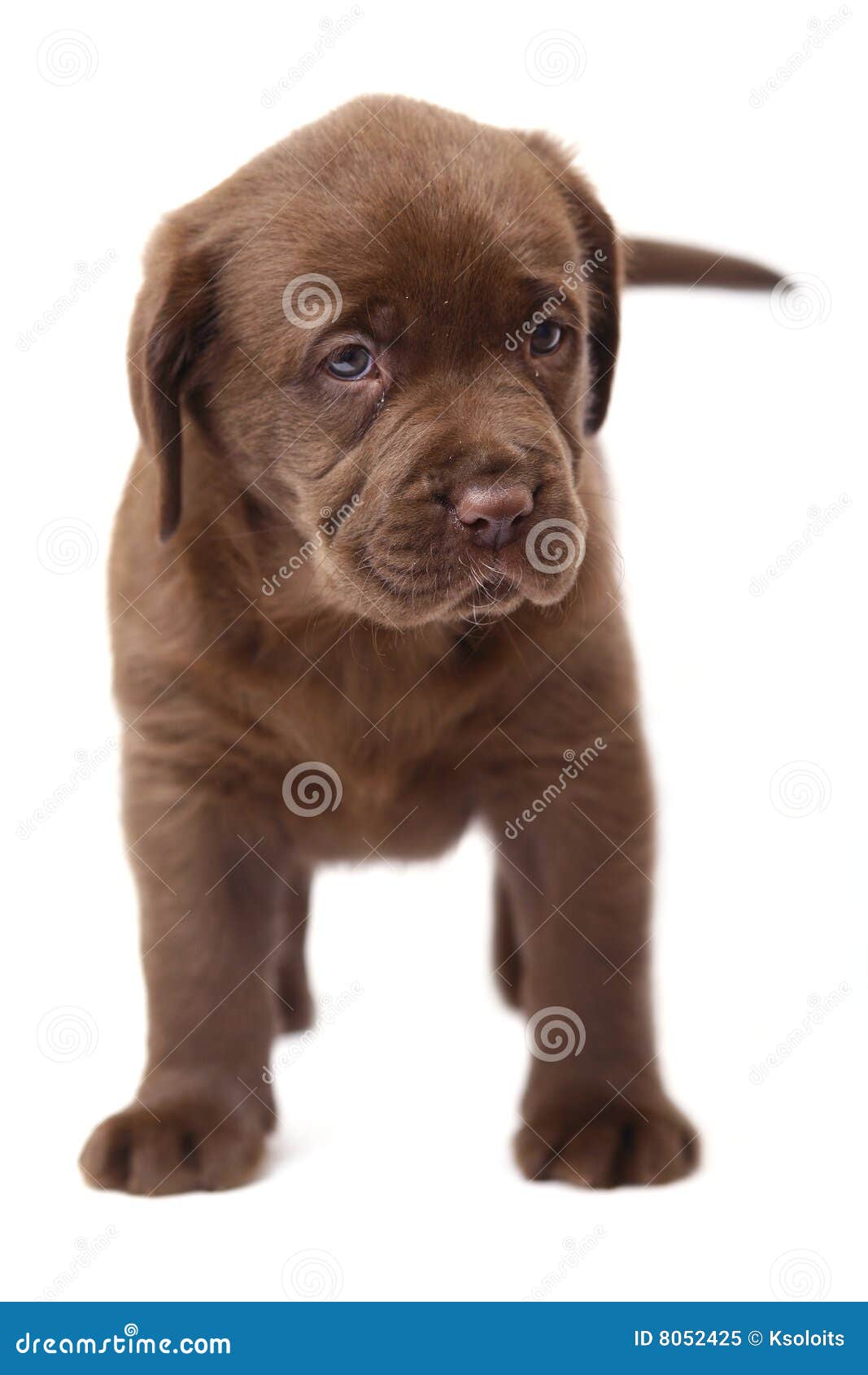 Un Cucciolo Labrador Del Cioccolato. Immagine Stock - Immagine di razza ...