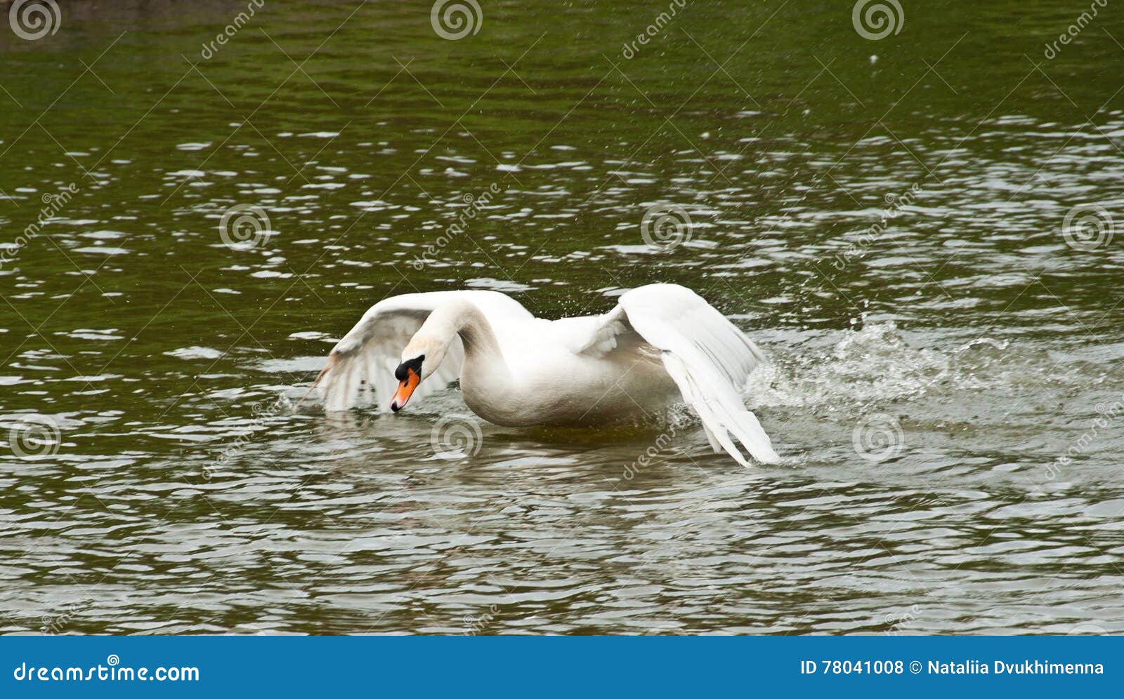 Un cygne blanc photo stock. Image du ailes, waterfowl - 78041008