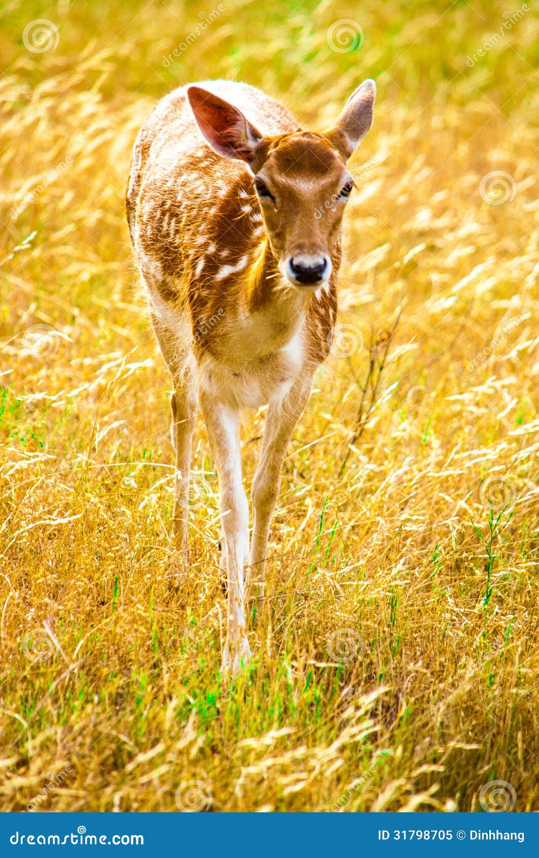 Un Daino Isolato Nel Tramonto, Immagine Stock - Immagine di nero ...