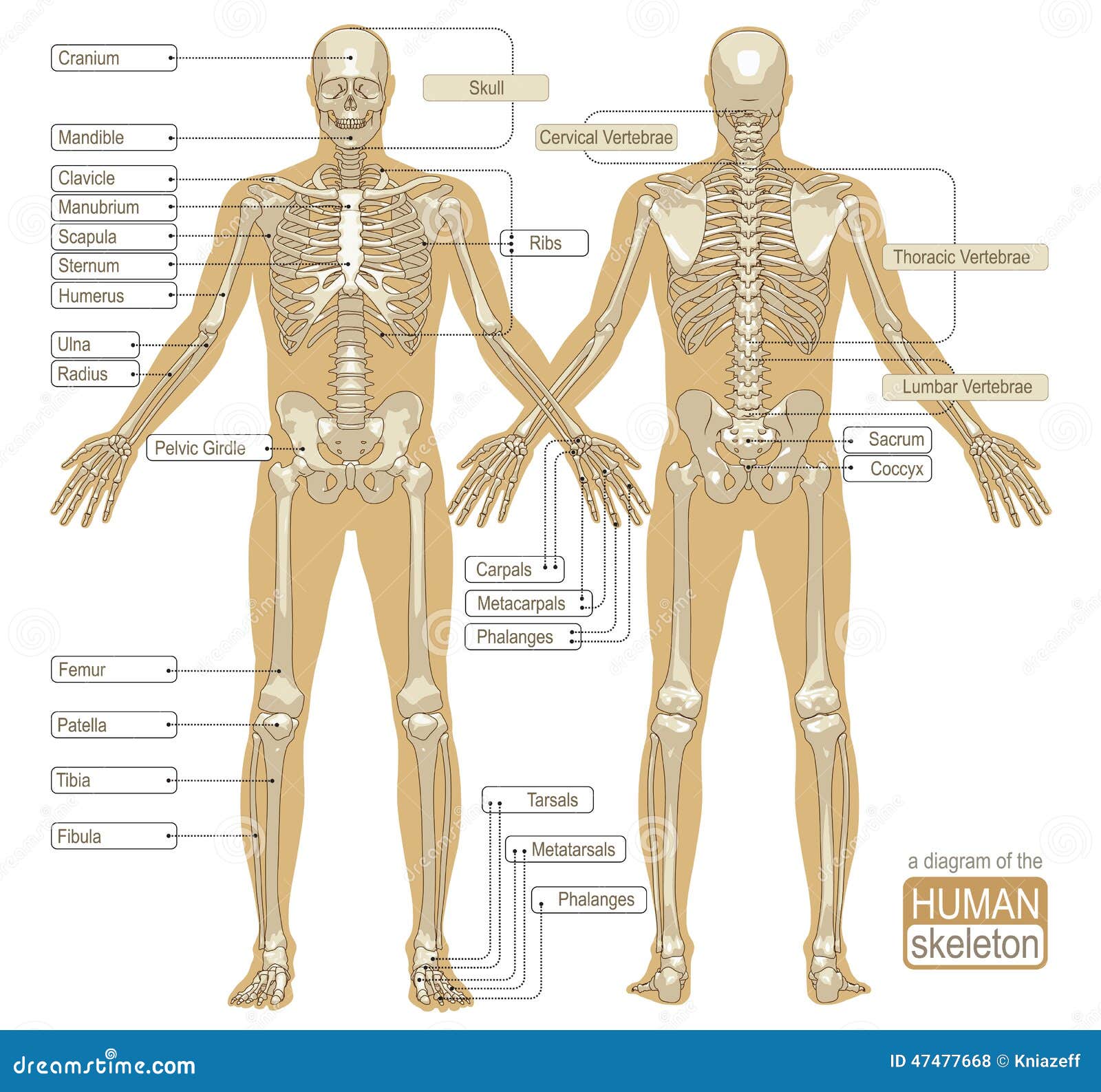Un Diagramma Dello Scheletro Umano Illustrazione Vettoriale ... Un Diagramma Dello Scheletro Umano Illustrazione Vettoriale ...