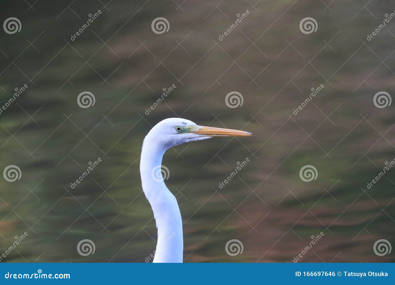 Un egrete con bellas olas foto de archivo. Imagen de agua - 166697646