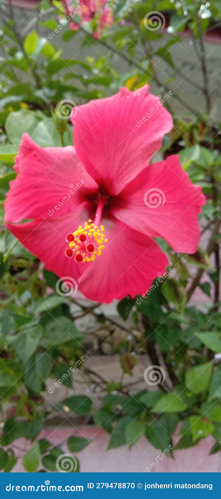 Un Ejemplo De Flor Perfecta En Un Hibisco Foto de archivo - Imagen de ...