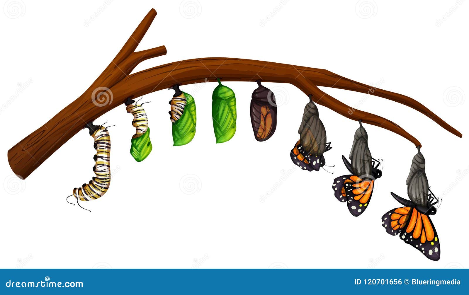 Un Ensemble De Cycle De Vie De Papillon Illustration de Vecteur ...