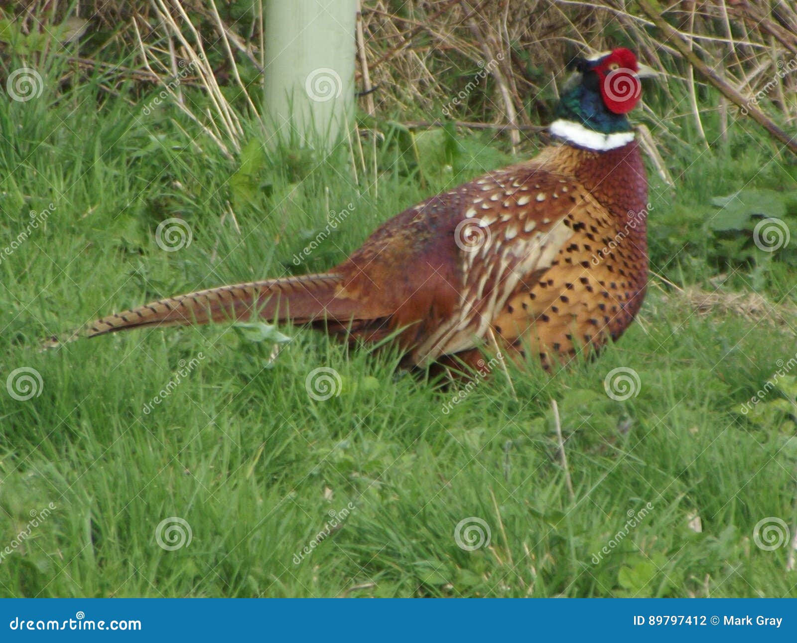 Un fagiano fotografia stock. Immagine di fagiano, campo - 89797412