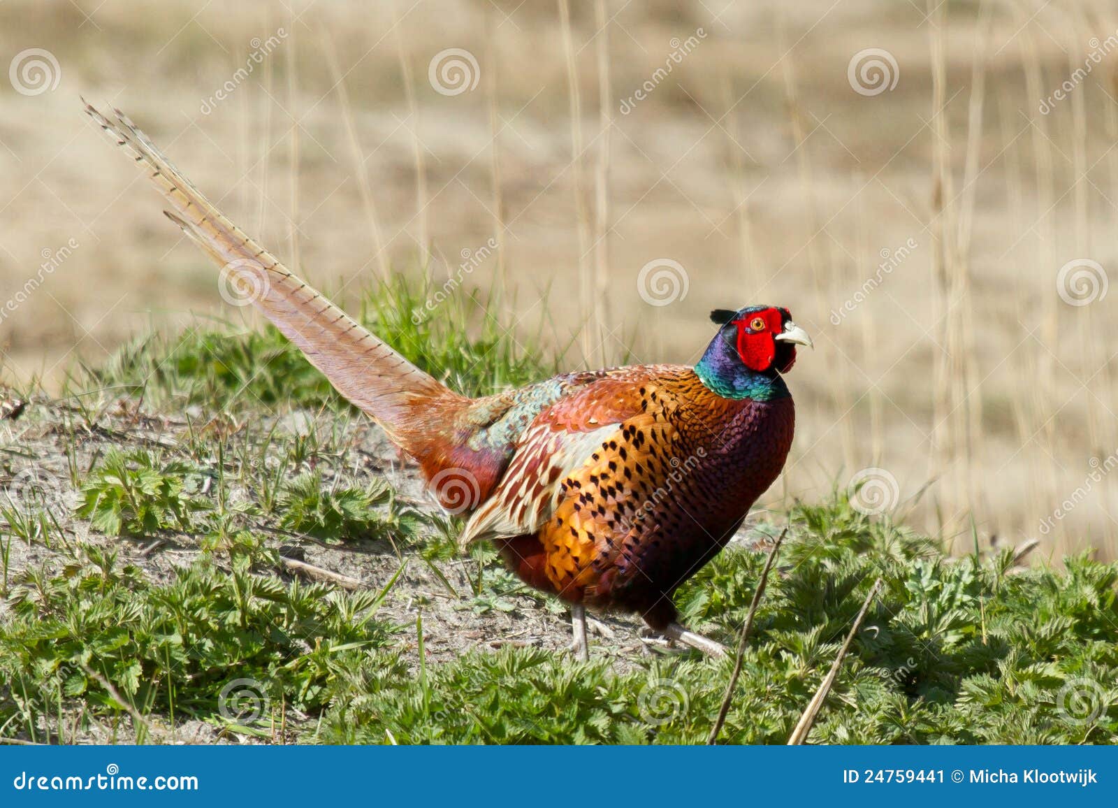 Un fagiano comune immagine stock. Immagine di fattura - 24759441