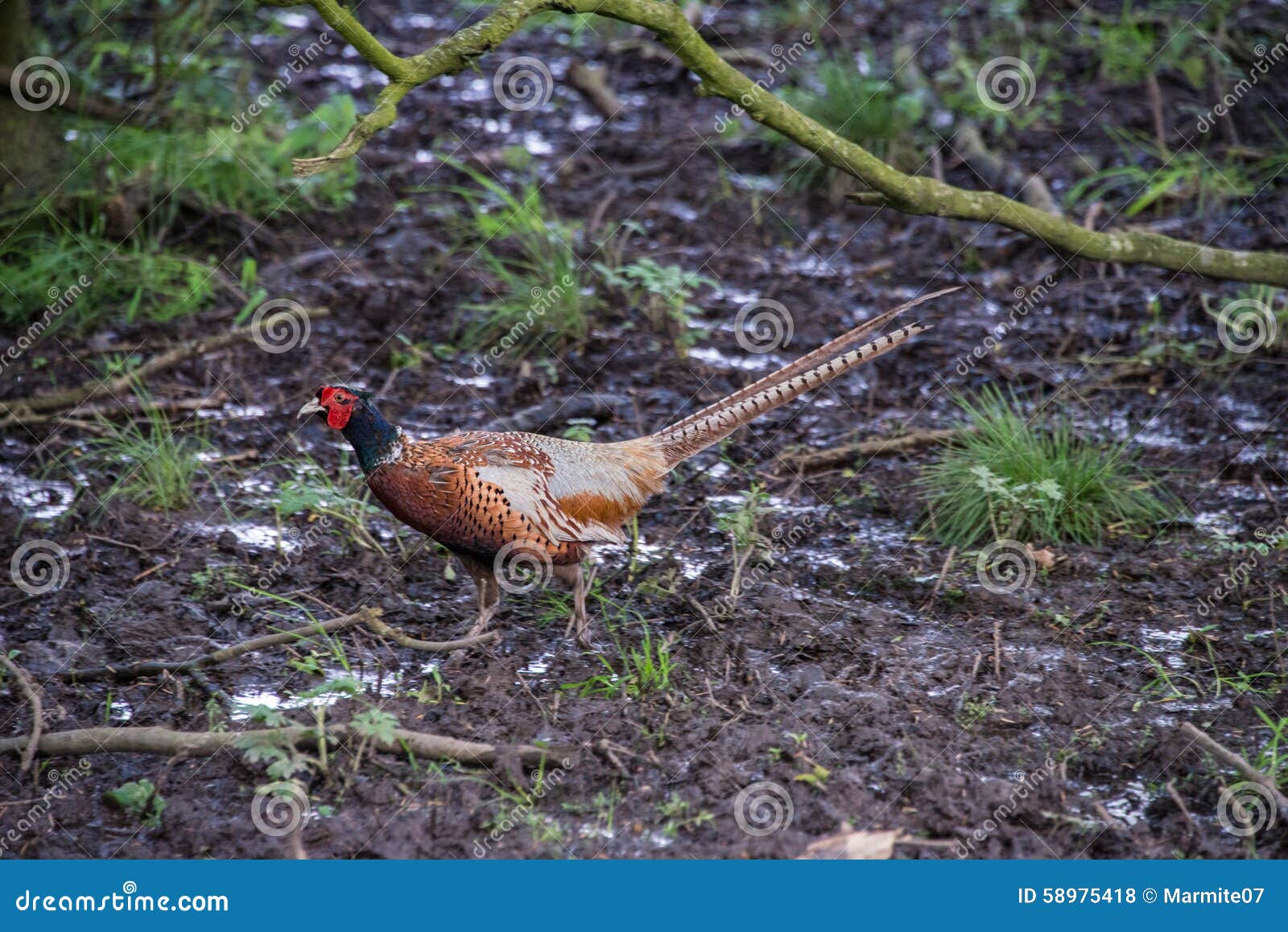 Un fagiano comune maschio fotografia stock. Immagine di prateria - 58975418