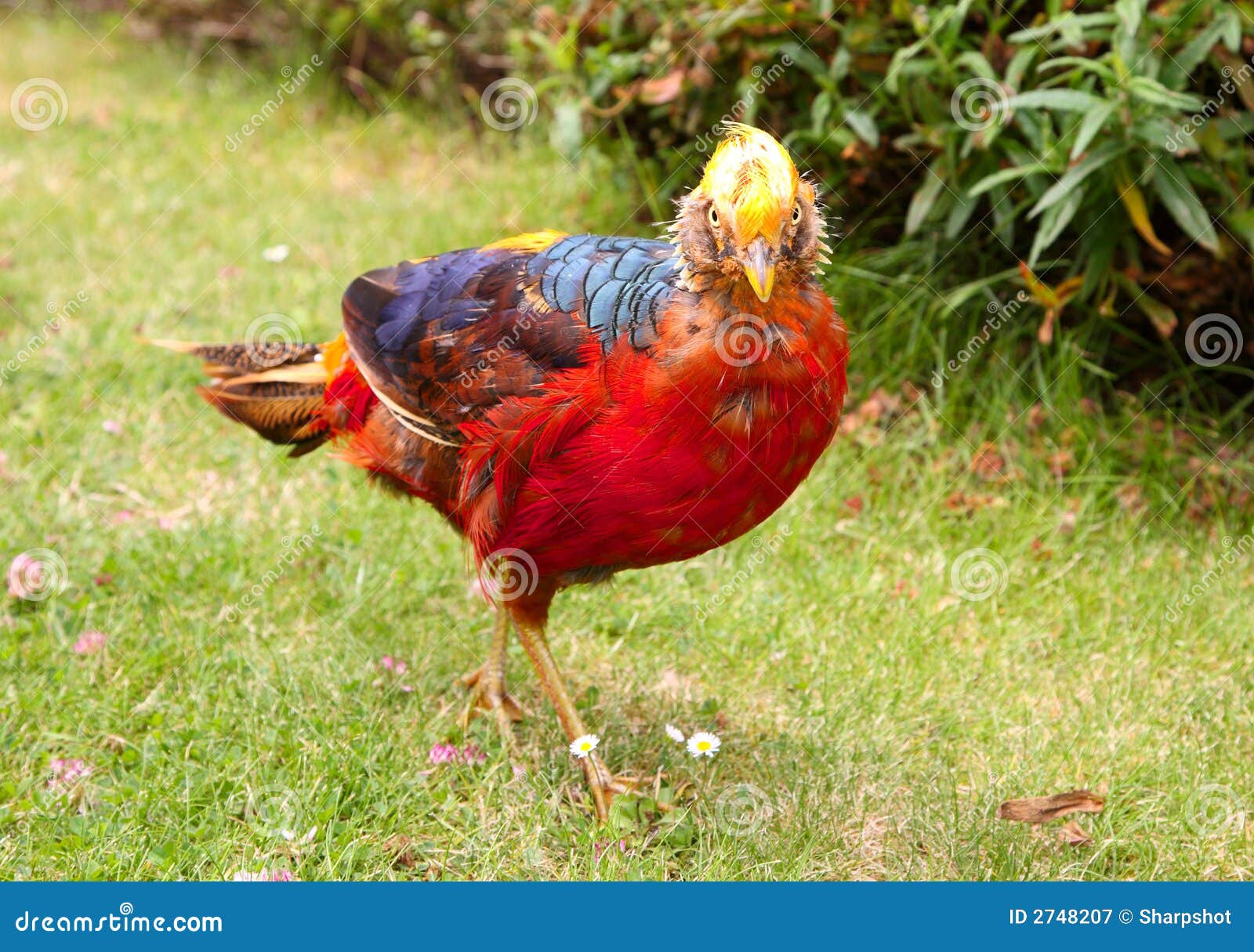Un Fagiano Dorato Inquisitore Immagine Stock - Immagine di fagiano ...