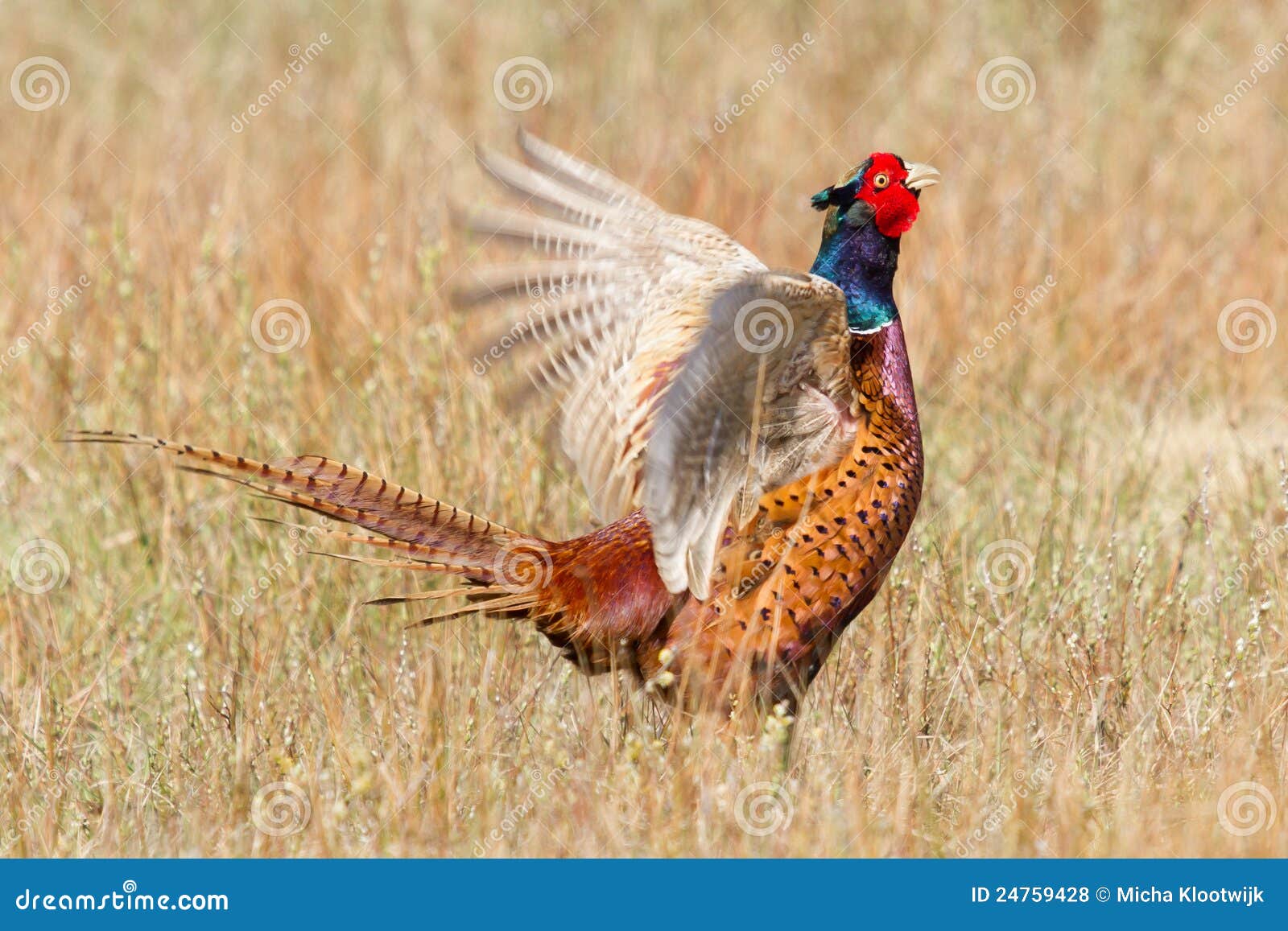 Un faisan commun photo stock. Image of crête, animal - 24759428
