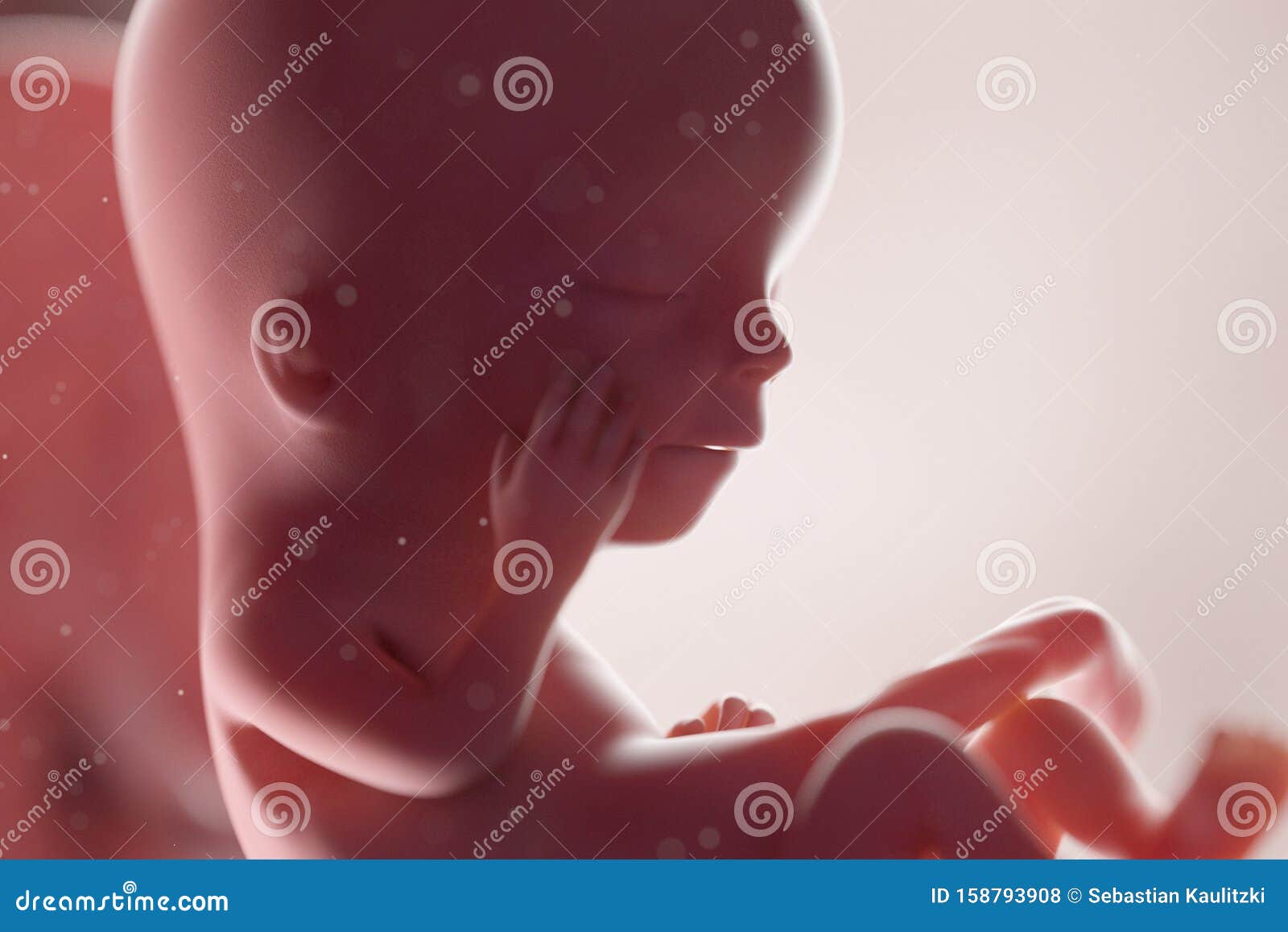 Un feto humano - semana 12 stock de ilustración. Ilustración de unborn ...