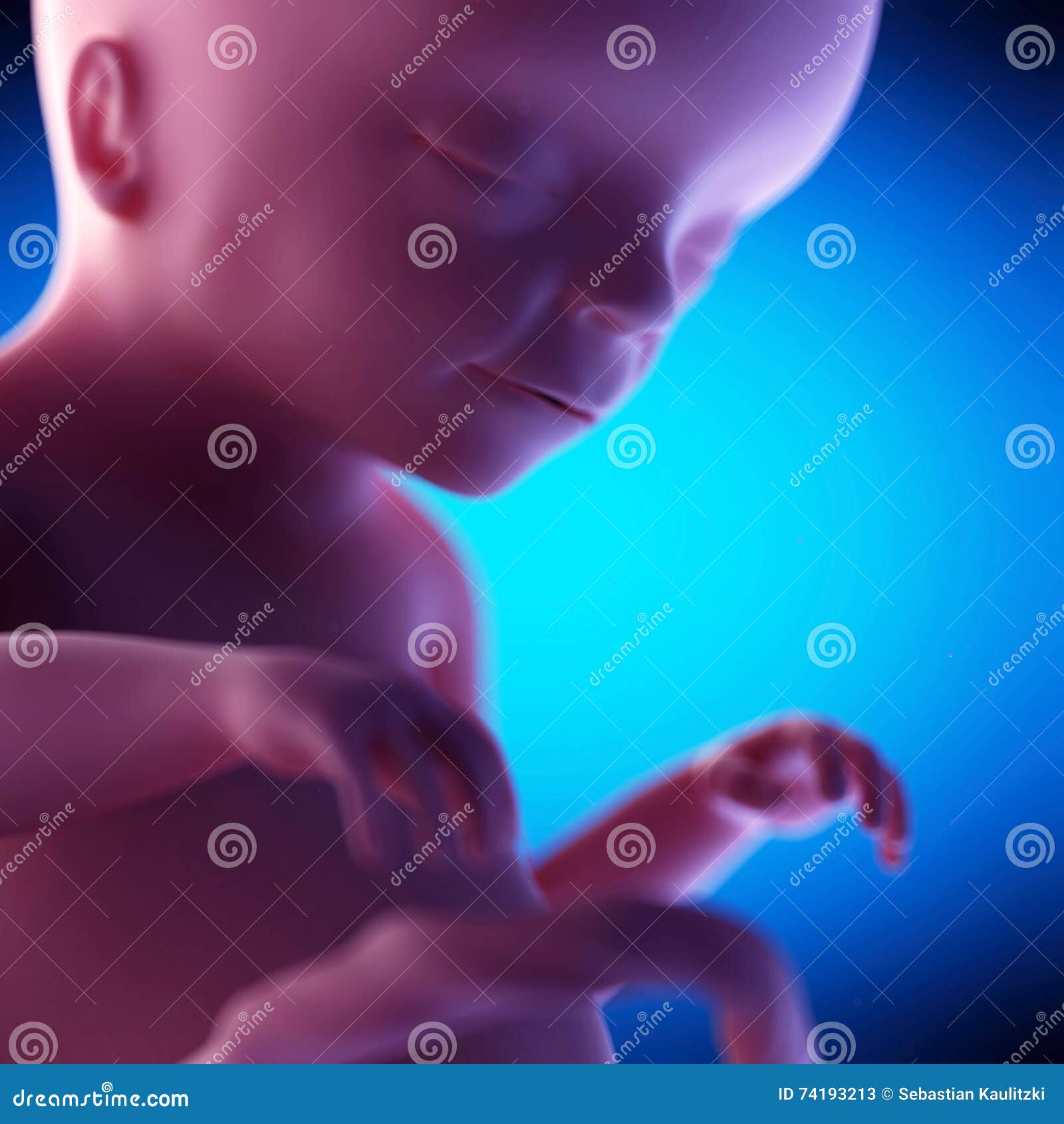 Un feto - semana 20 stock de ilustración. Ilustración de vientre - 74193213