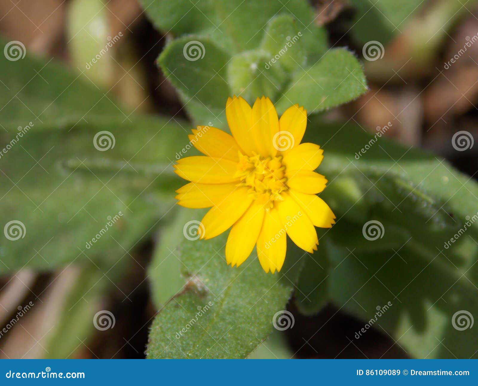 Un Fiore Giallo Isolato in Primavera Immagine Stock - Immagine di ...