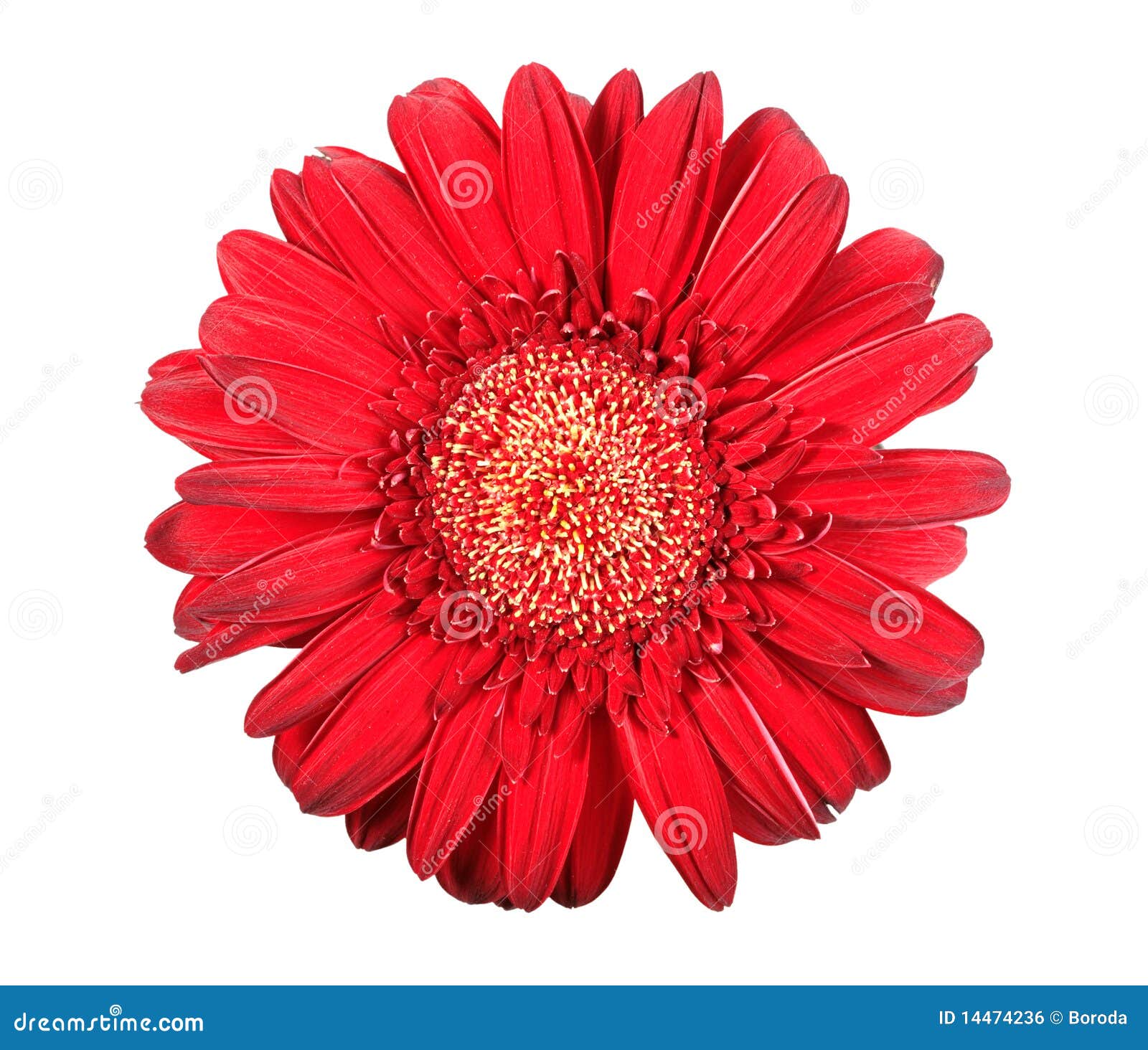 Un fiore rosso fotografia stock. Immagine di singolo - 14474236