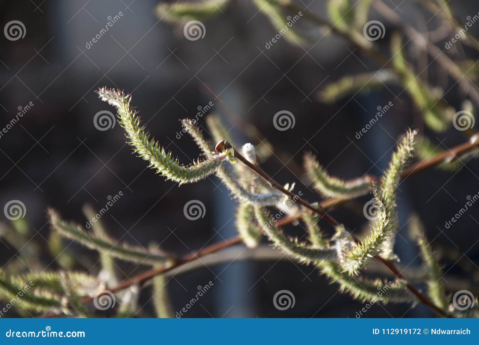 Un flor de la mora foto de archivo. Imagen de sano, vitamina - 112919172