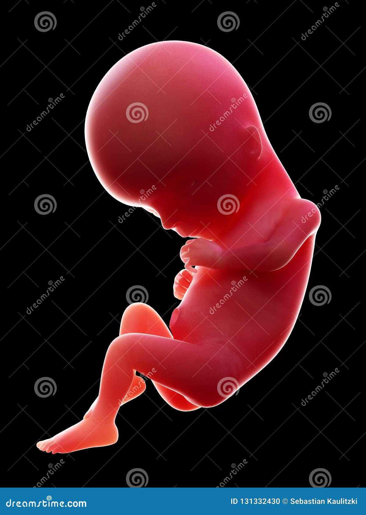 Un Foetus Humain, Semaine 15 Illustration Stock - Illustration du ...
