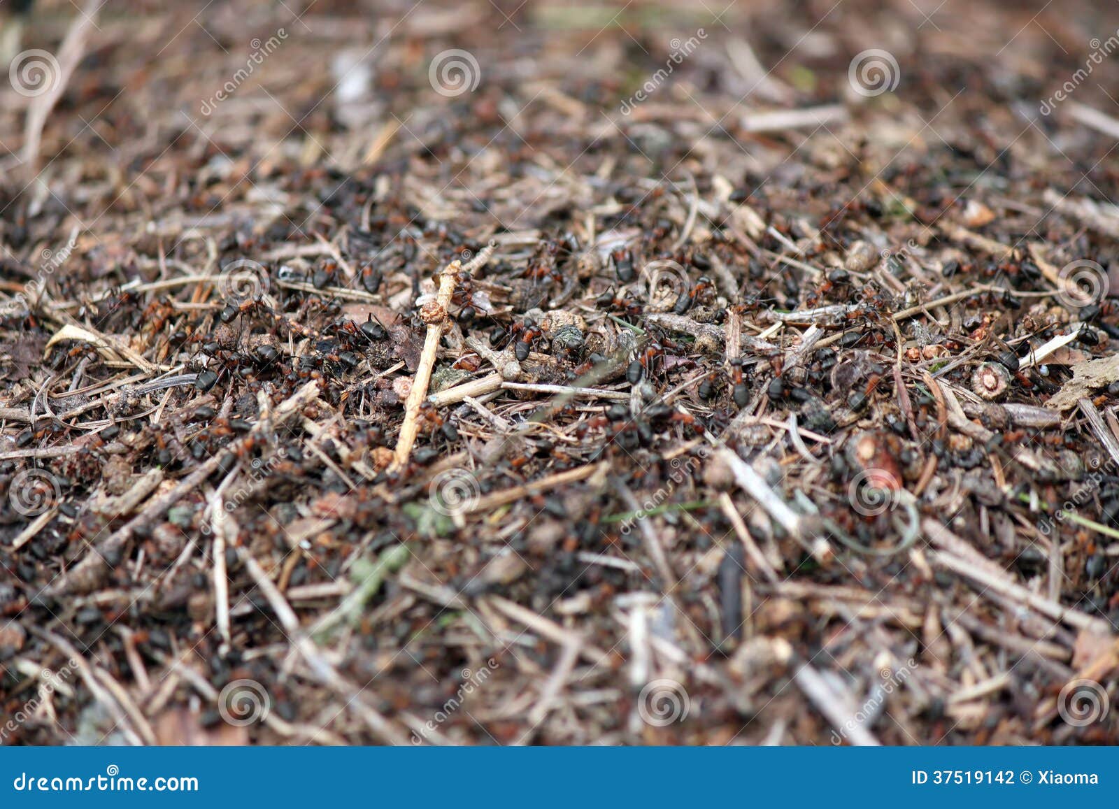 Un Formicaio Con Le Formiche Fotografia Stock - Immagine di formica ...