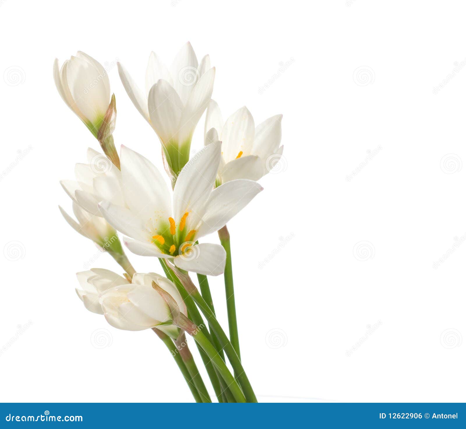 Un Fragment Groupe De Lis Blancs ' Photo stock - Image du centrale ...