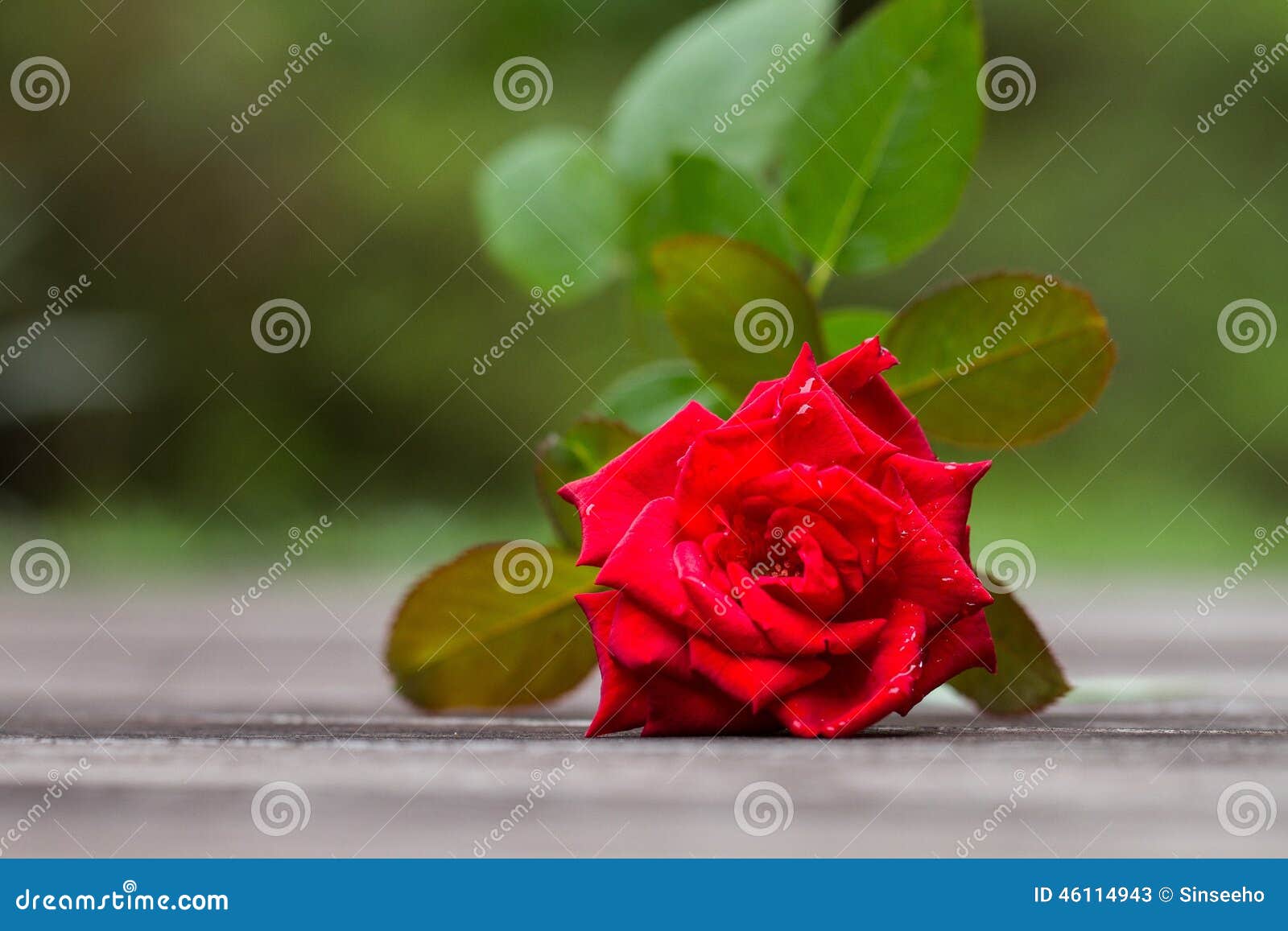 Un gambo della rosa rossa immagine stock. Immagine di corteggiamento ...