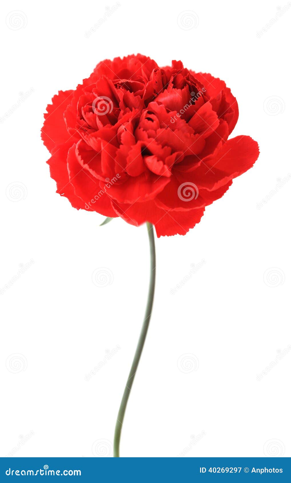 Un garofano rosso immagine stock. Immagine di isolato - 40269297