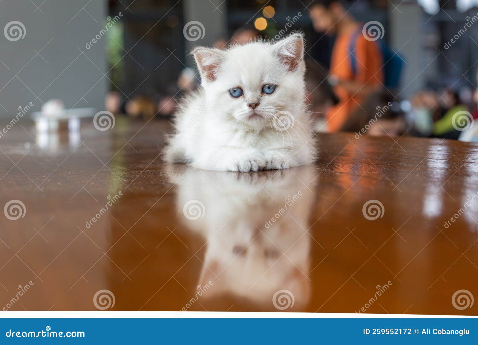 Un Gatito Blanco Con Ojos Azules Foto de archivo - Imagen de animal ...
