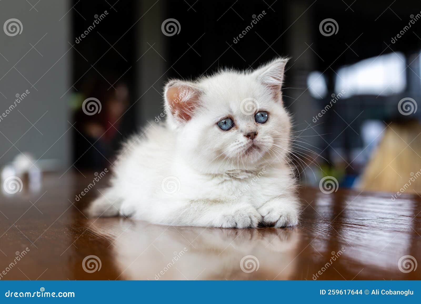 Un Gatito Blanco Con Ojos Azules Foto de archivo - Imagen de patas ...