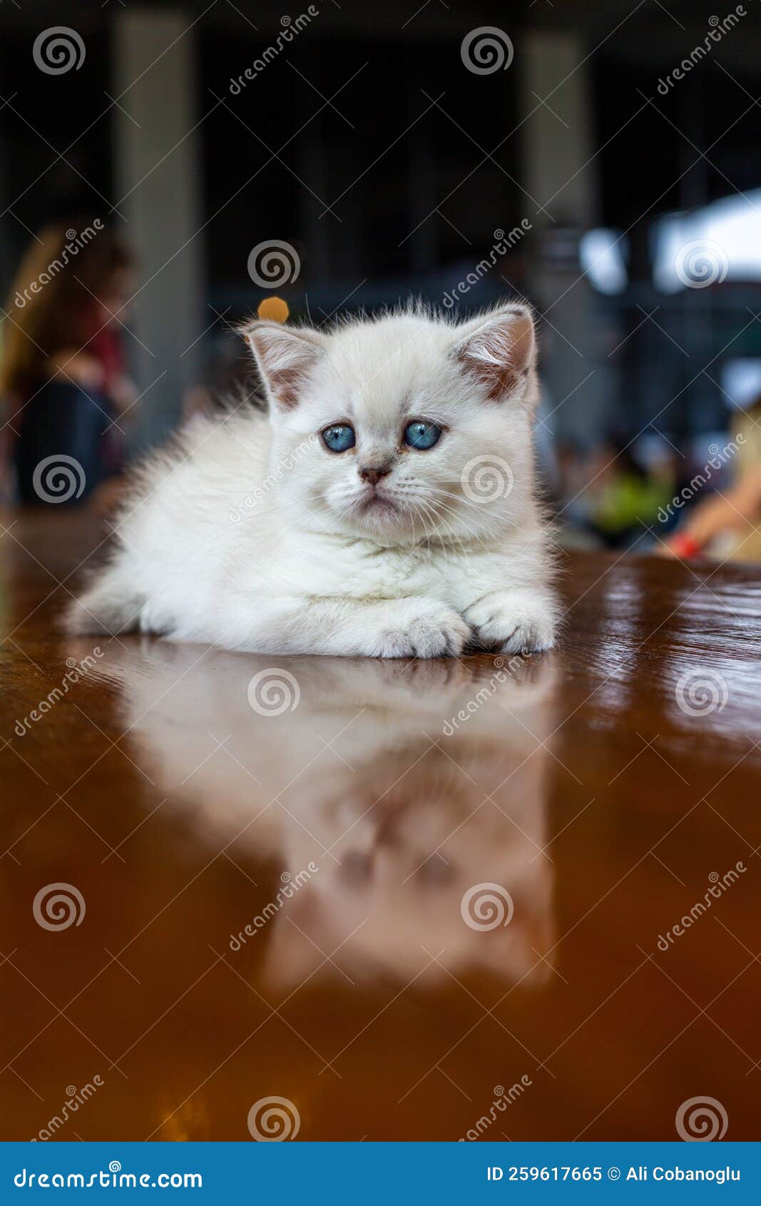 Un Gatito Blanco Con Ojos Azules Imagen de archivo - Imagen de peludo ...