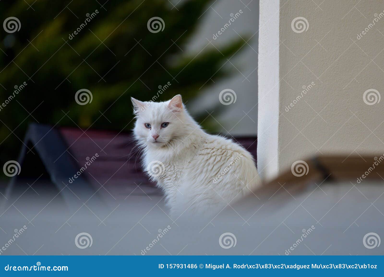 Un gato atento foto de archivo. Imagen de ventana, piel - 157931486