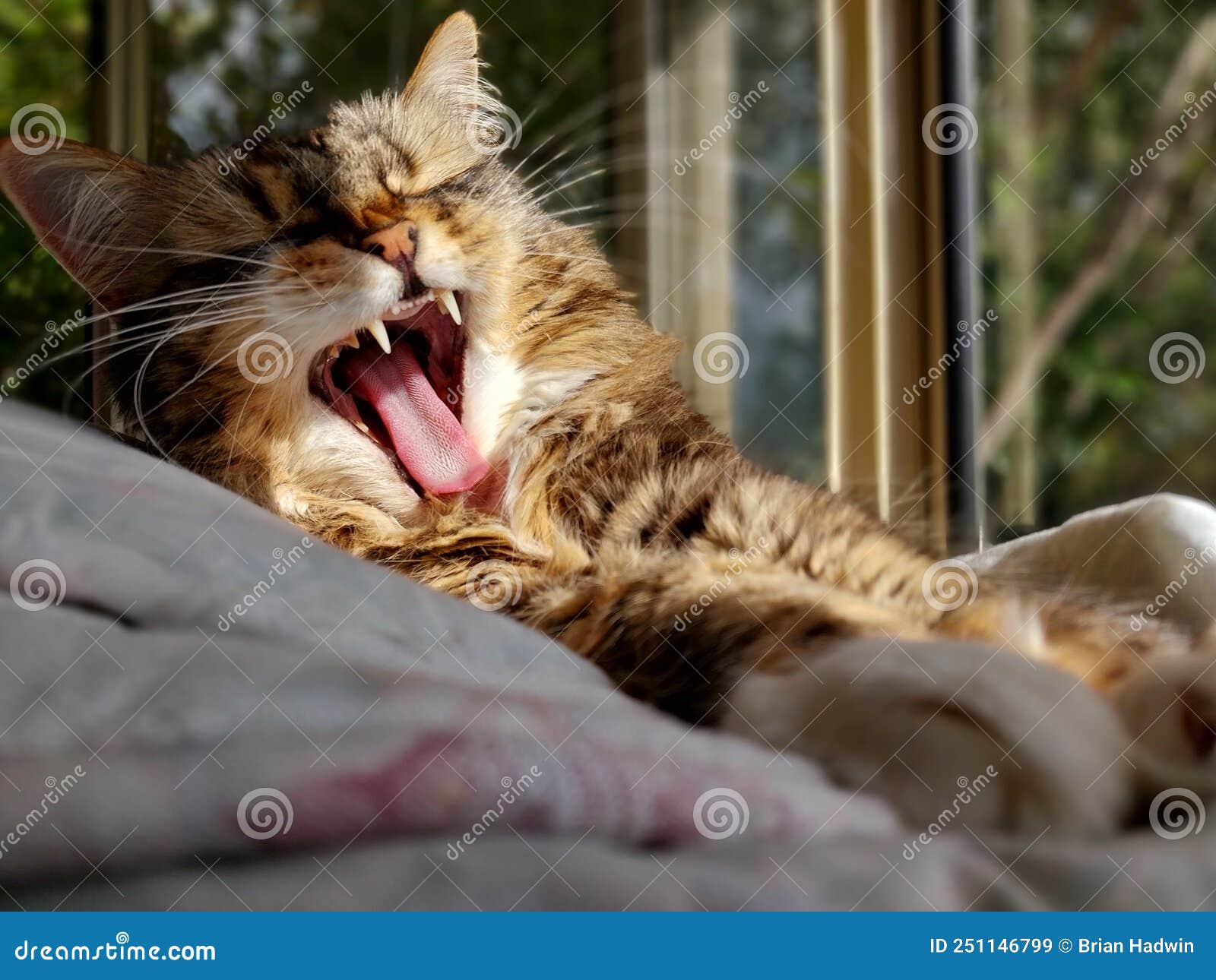 Un gato bostezando imagen de archivo. Imagen de piel - 251146799