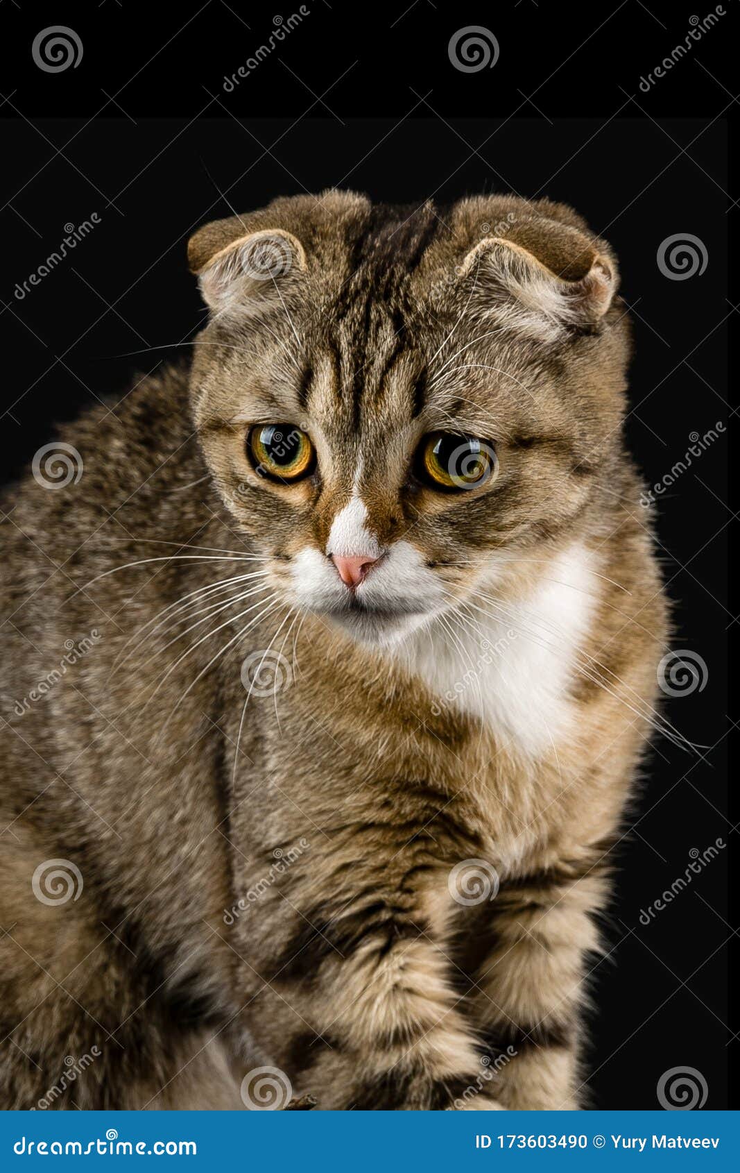 Un Gato Con Un Aspecto Atento Y Decidido Foto de archivo - Imagen de ...