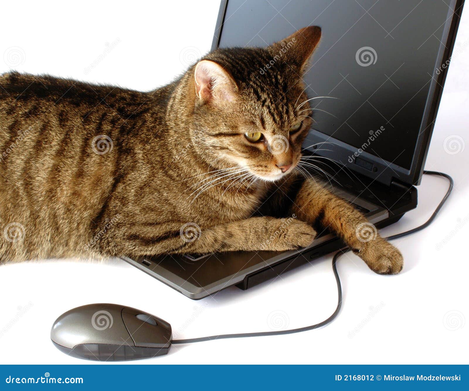 Un Gato Con Una Computadora Portátil Foto de archivo - Imagen de gato ...