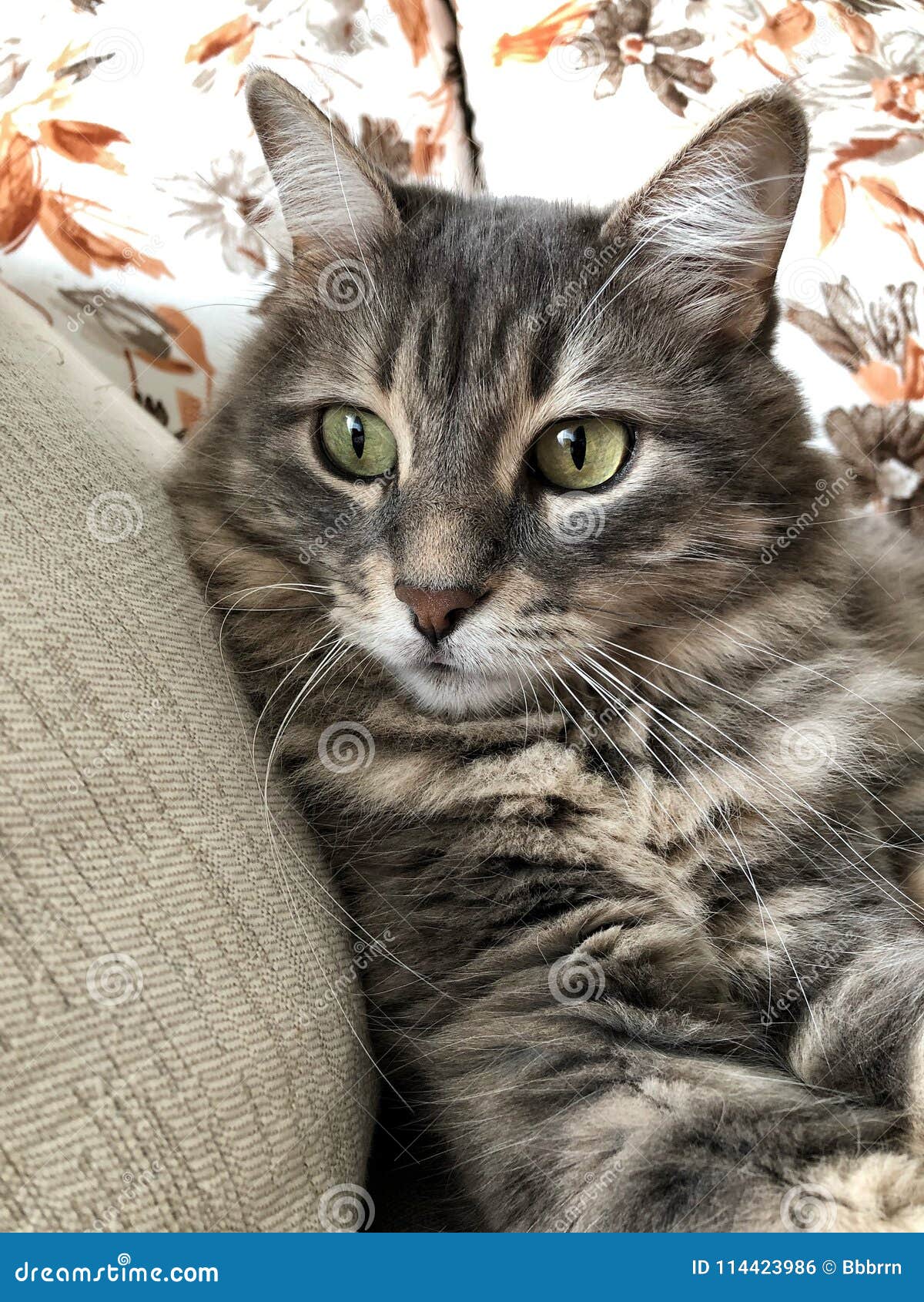 Un Gato De Gato Atigrado Gris Lindo Foto de archivo - Imagen de pista ...