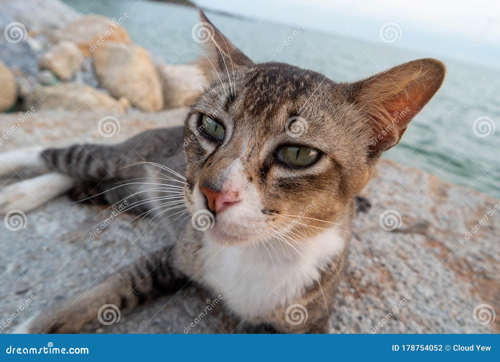 Un gato en la roca foto de archivo. Imagen de doméstico - 178754052