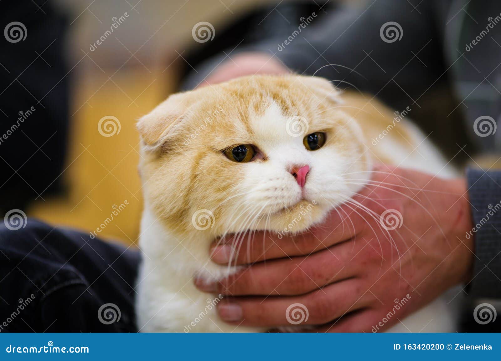 Un gato gracioso foto de archivo. Imagen de juego, fondo - 163420200