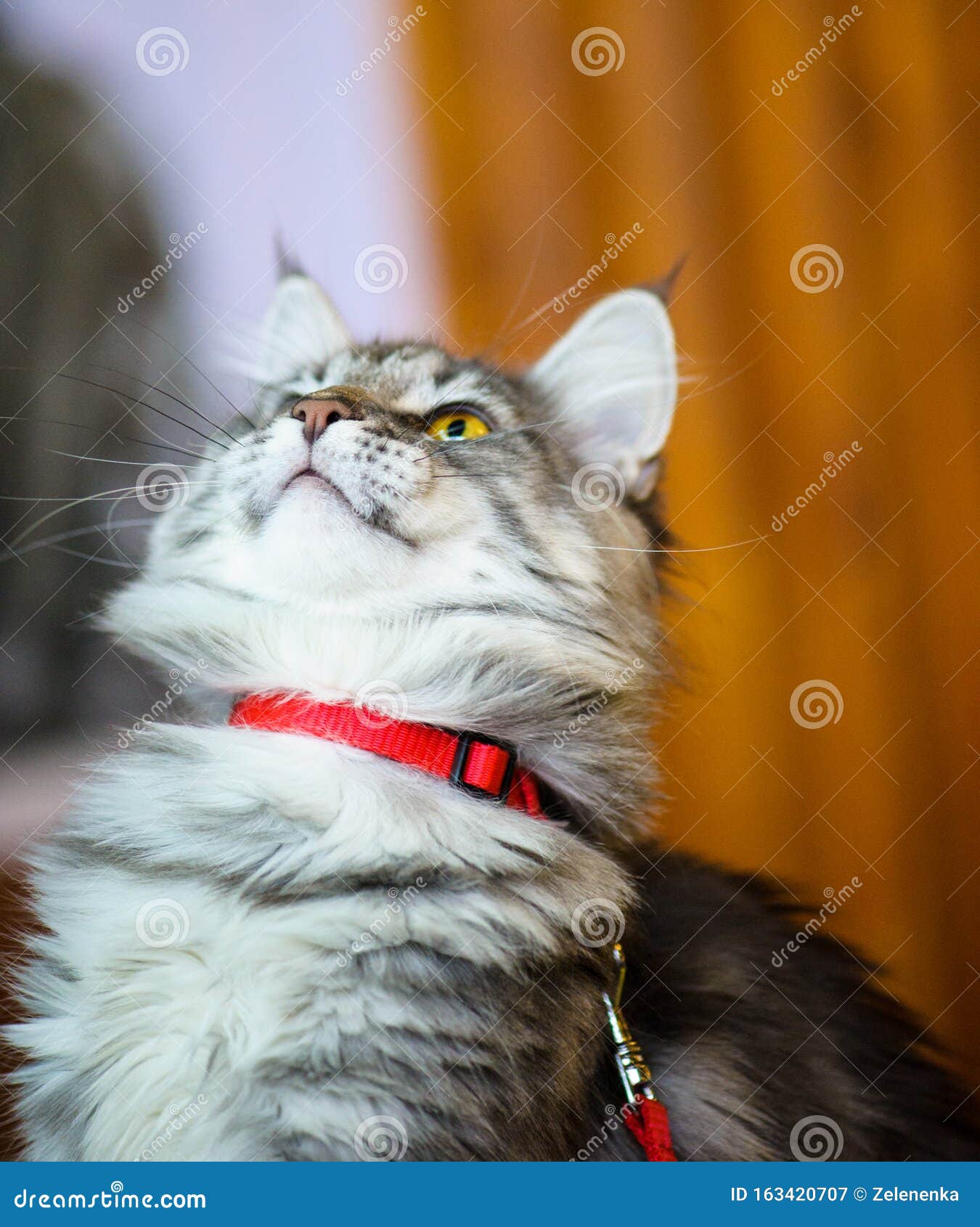 Un gato gracioso imagen de archivo. Imagen de animal - 163420707