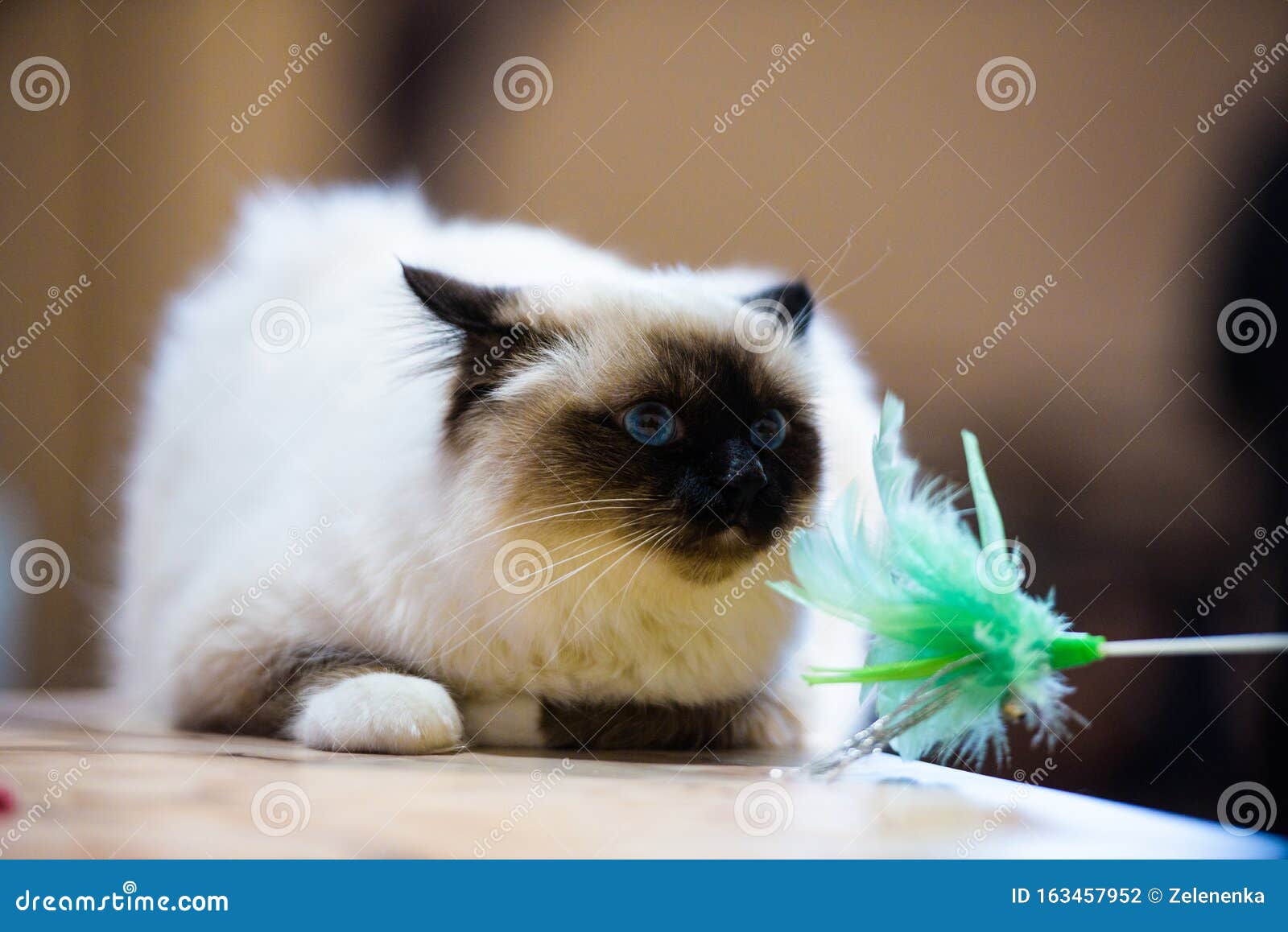 Un gato gracioso foto de archivo. Imagen de curioso - 163457952