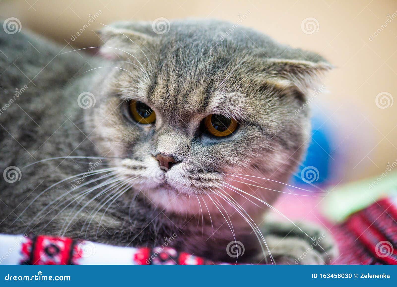 Un gato gracioso foto de archivo. Imagen de mirada, adorable - 163458030