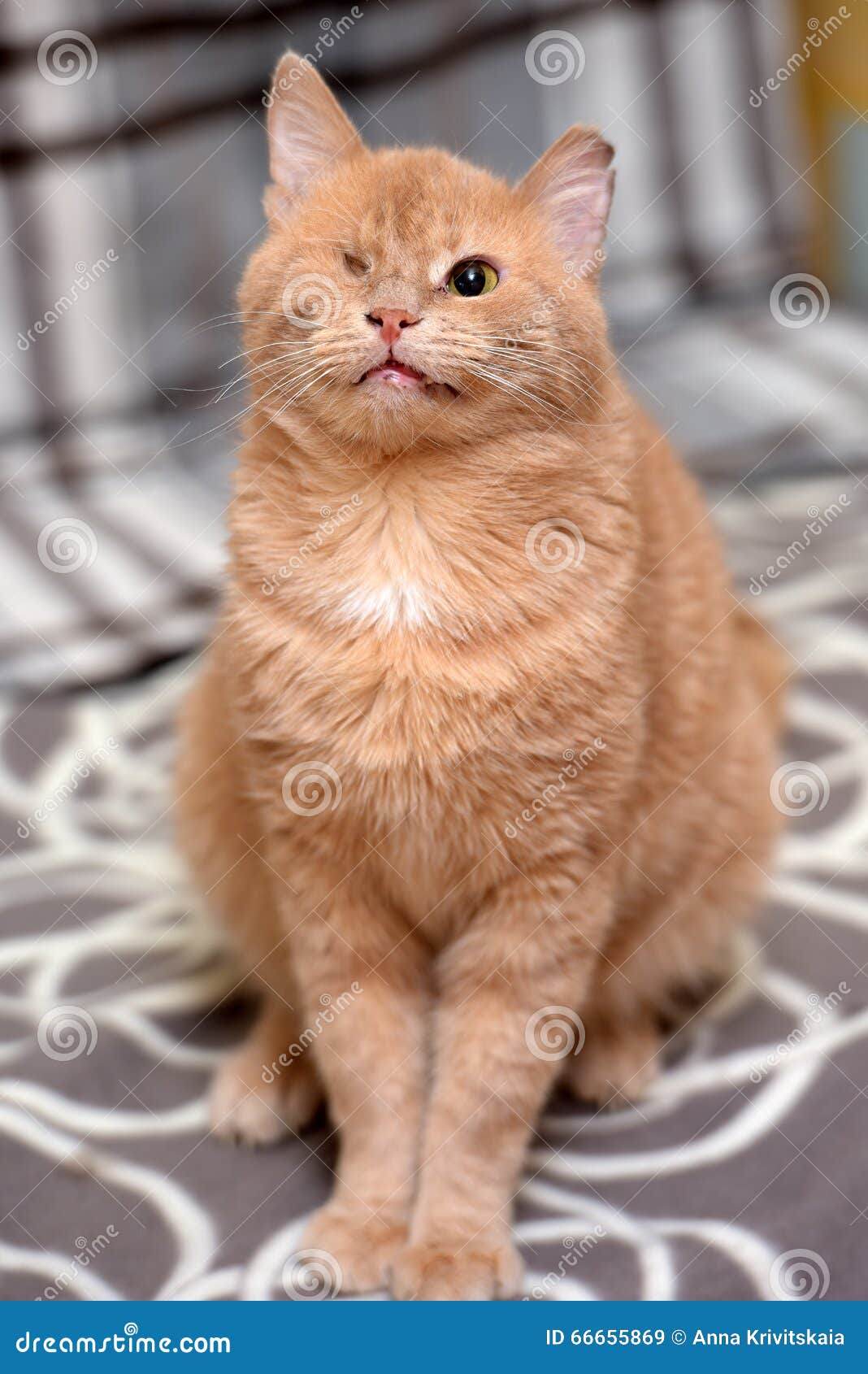 Un gato tuerto imagen de archivo. Imagen de voluntarios - 66655869