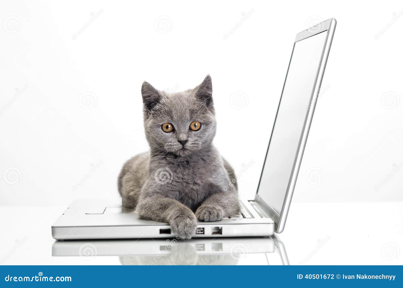 Un Gattino E Un Computer Portatile Fotografia Stock - Immagine di ...