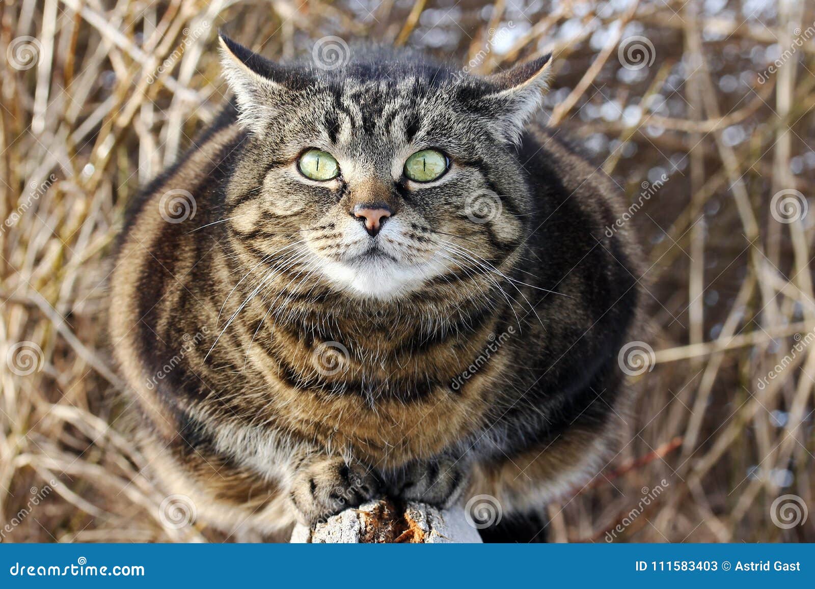 Un Gatto Grasso Sembra Curioso E Divertente Immagine Stock - Immagine ...