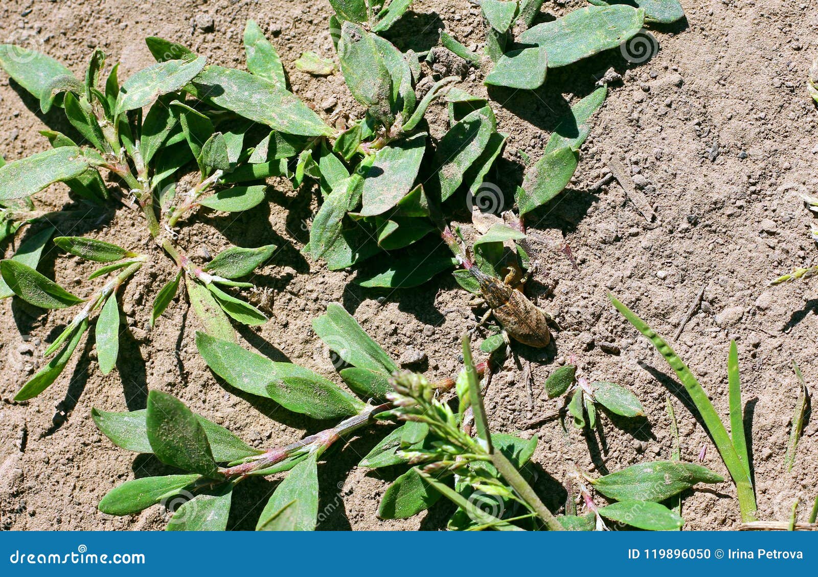 Un Genre D'insecte a Un Long Nez Photo stock - Image du biologie, beau ...