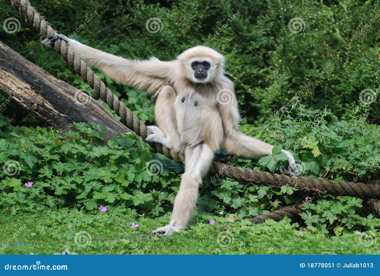 Un gibbon image stock. Image du faune, nature, corde - 18778051
