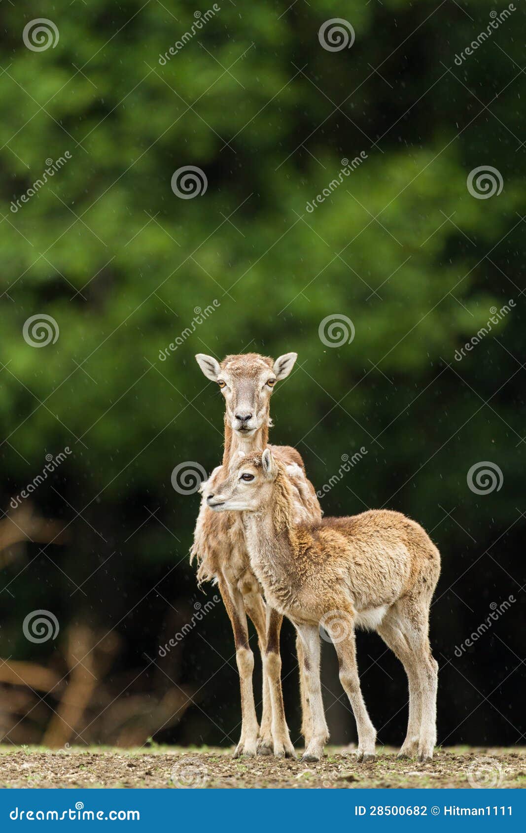 Un giovane daino fotografia stock. Immagine di selvaggio - 28500682