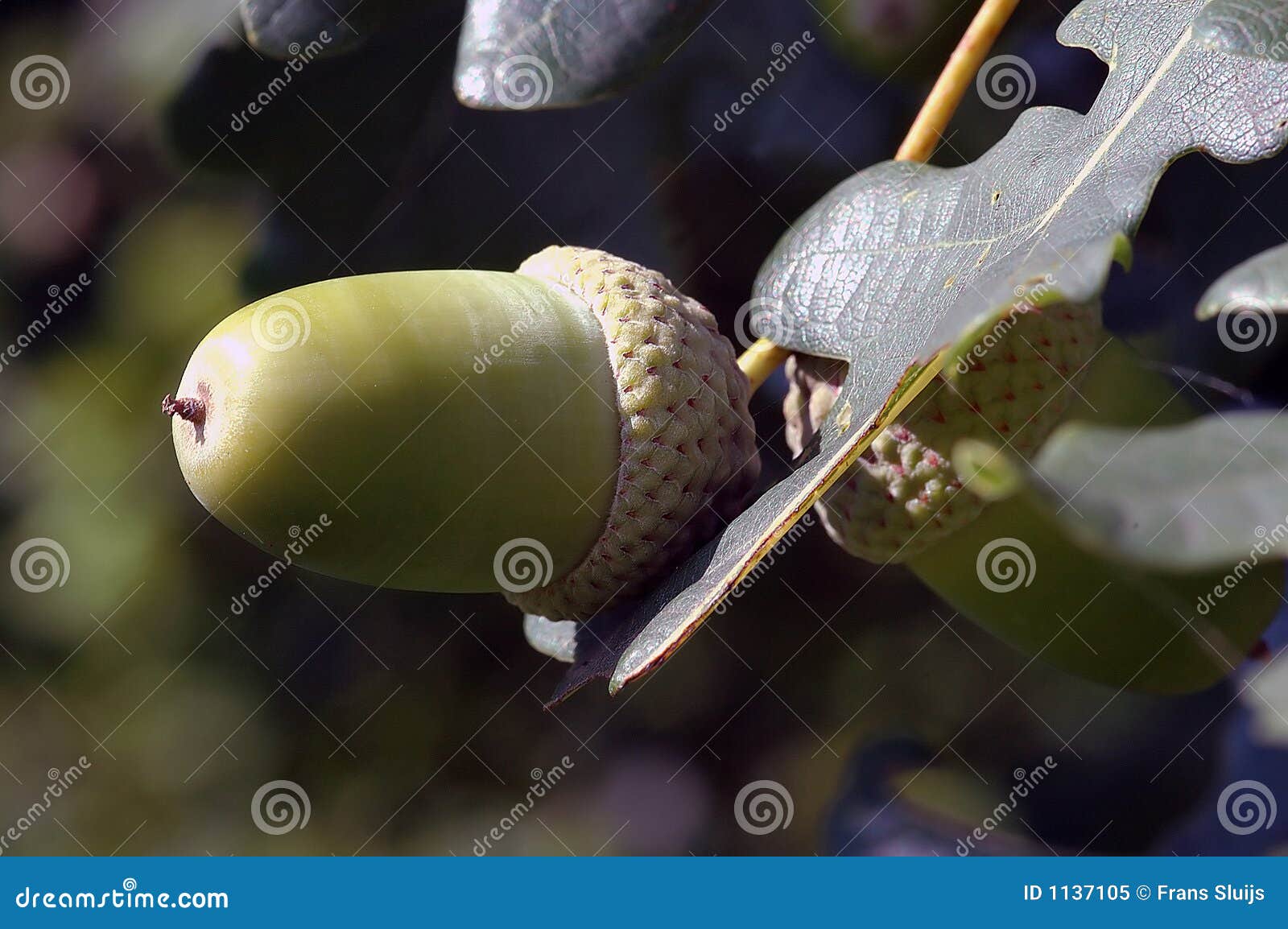 Un gland image stock. Image du lames, saison, carte, centrale - 1137105