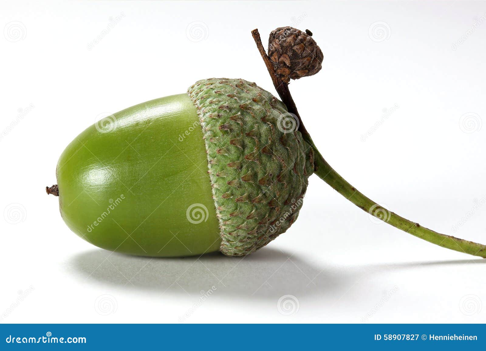 Un gland image stock. Image du vert, graine, objet, brun - 58907827