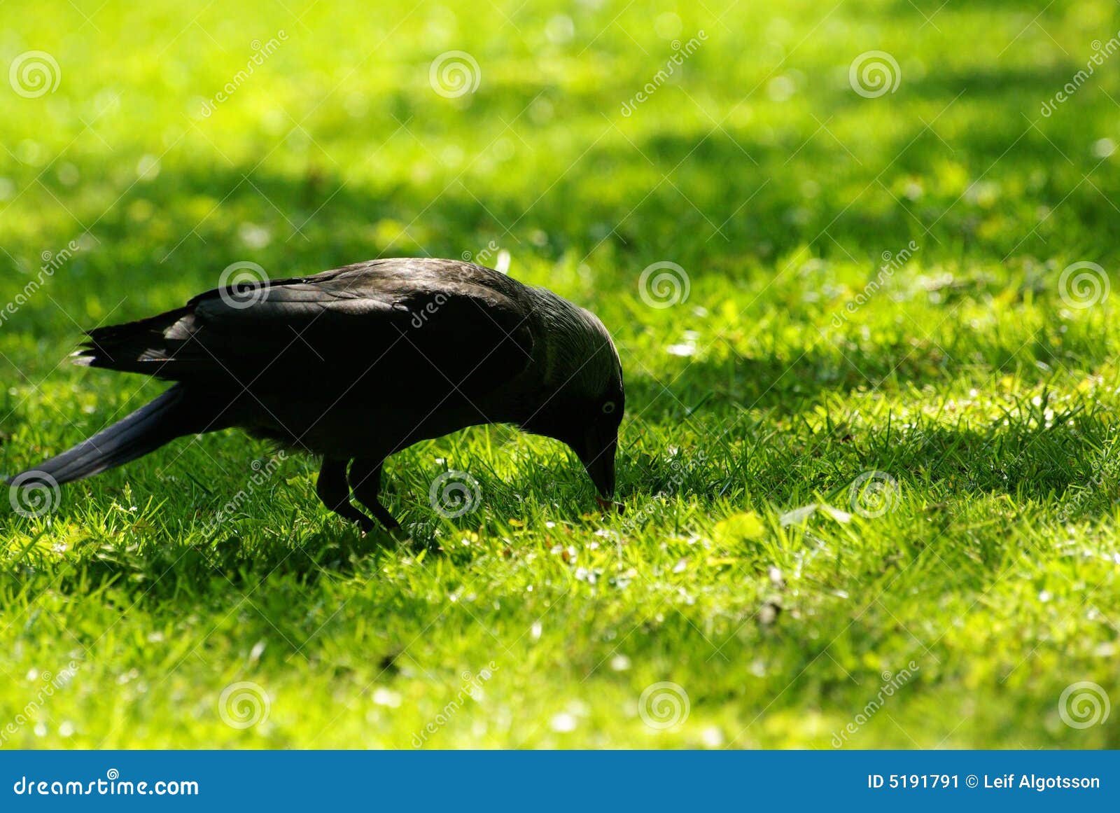 Un Grajo En La Hierba Verde Imagen de archivo - Imagen de gusanos ...