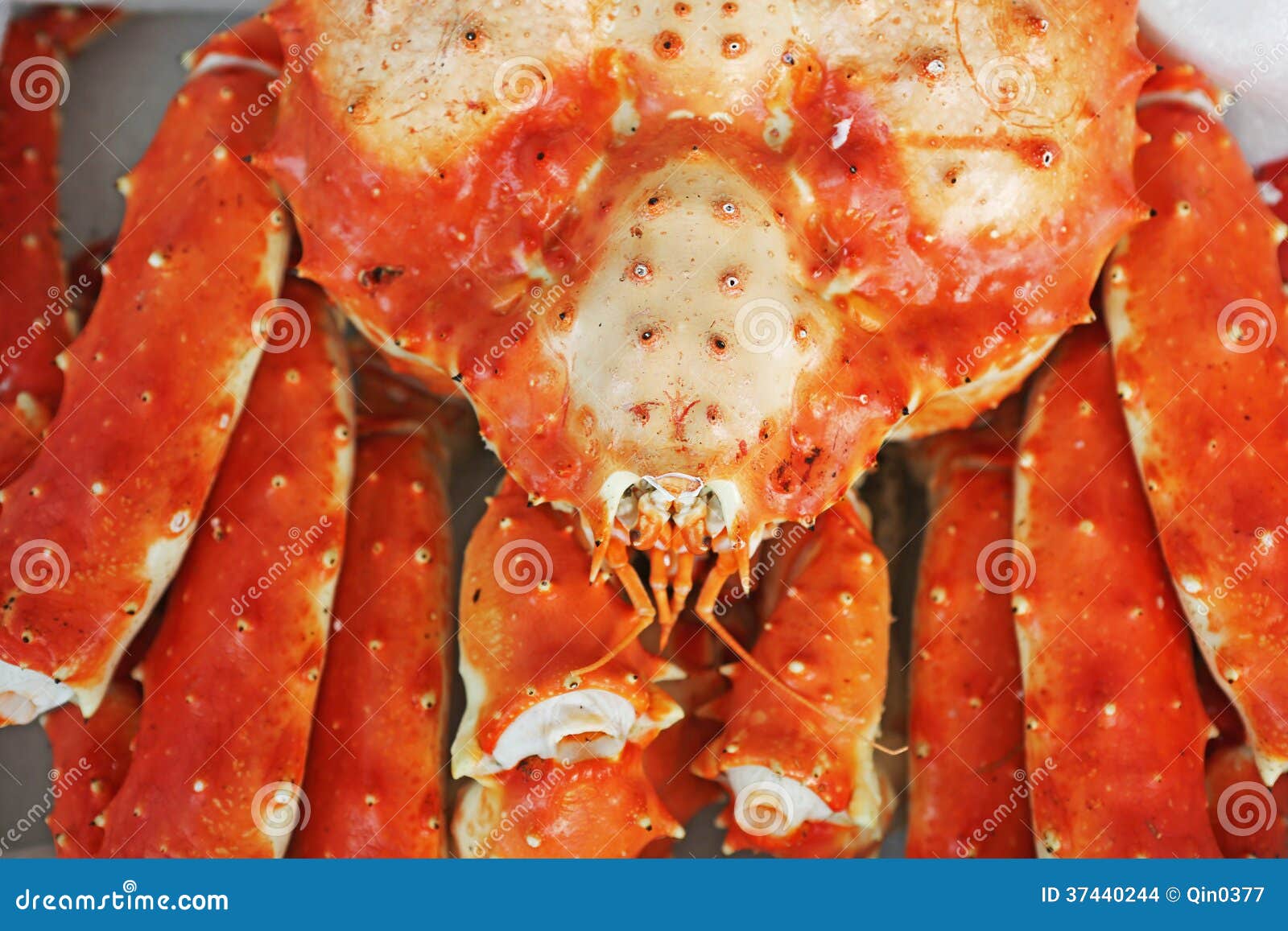 Un granchio reale fotografia stock. Immagine di granchio - 37440244